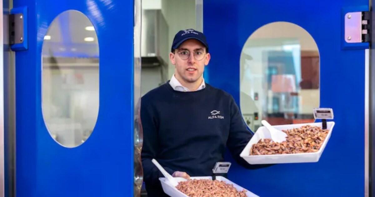 Jusqu’à 110 euros le kilo pour les crevettes grises: “Et ça va encore ...