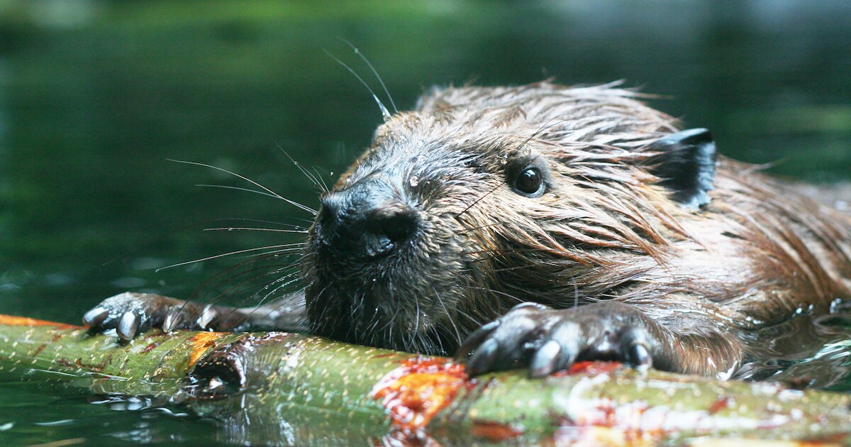Une commune et son ex-bourgmestre MR poursuivis par la justice pour ...