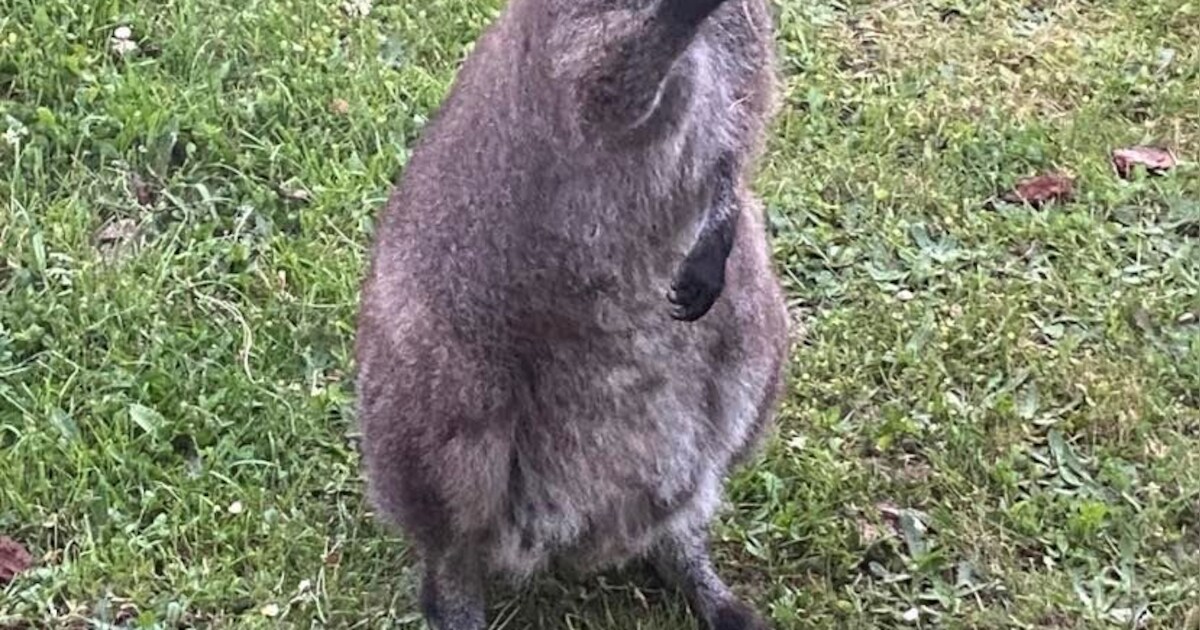 Un wallaby se balade à Ham-sur-Heure/Nalinnes: “Ne l’approchez pas ...