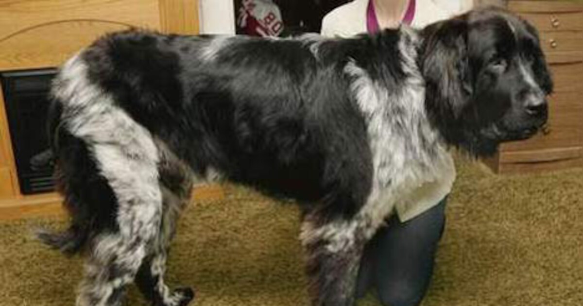 Boomer, plus grand chien au monde? | 7sur7.be
