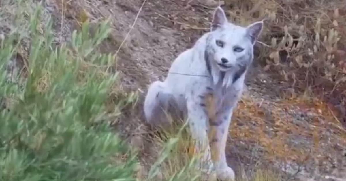 Une découverte exceptionnelle: un lynx ibérique blanc photographié pour la première fois en ...
