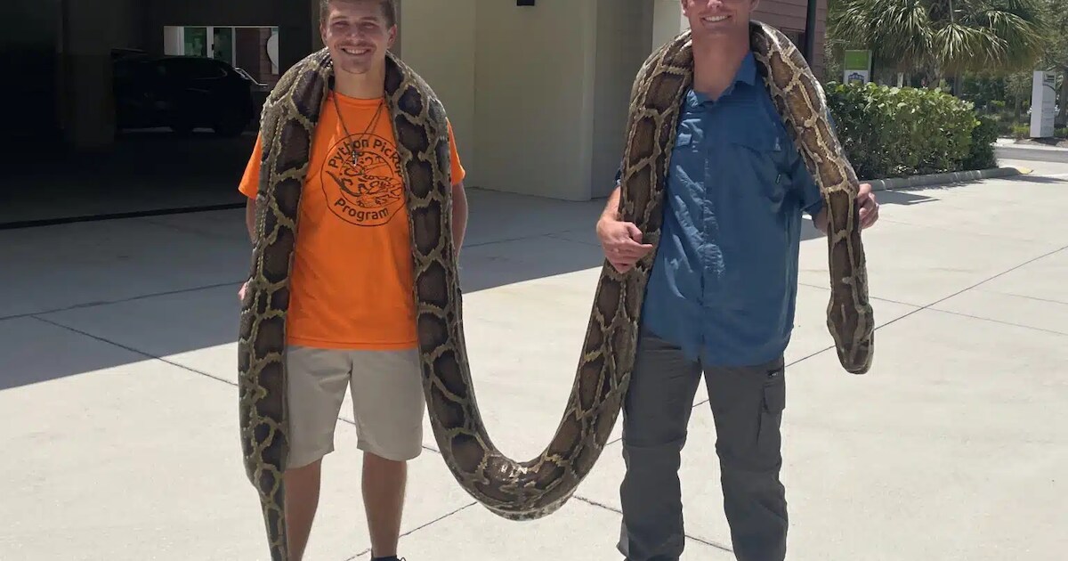Un python birman de près de 6 mètres de long capturé en Floride | 7sur7.be