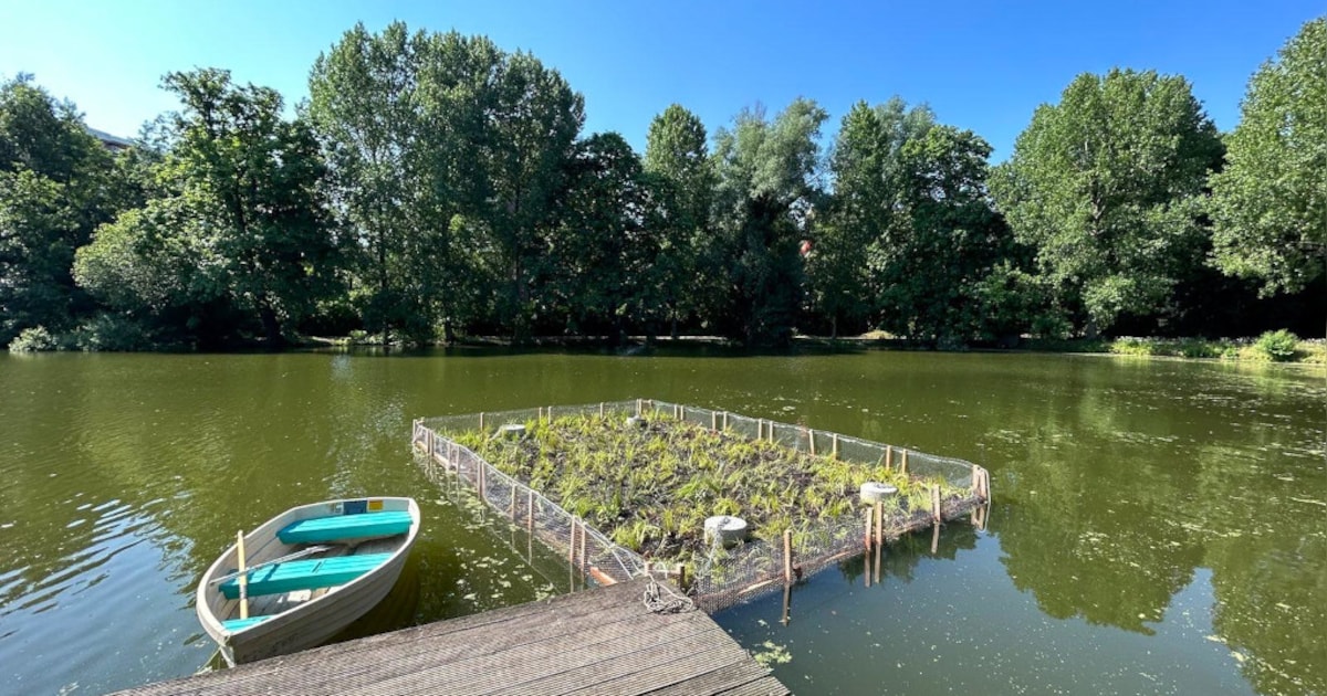 Des îles flottantes végétalisées voient le jour dans les étangs ...