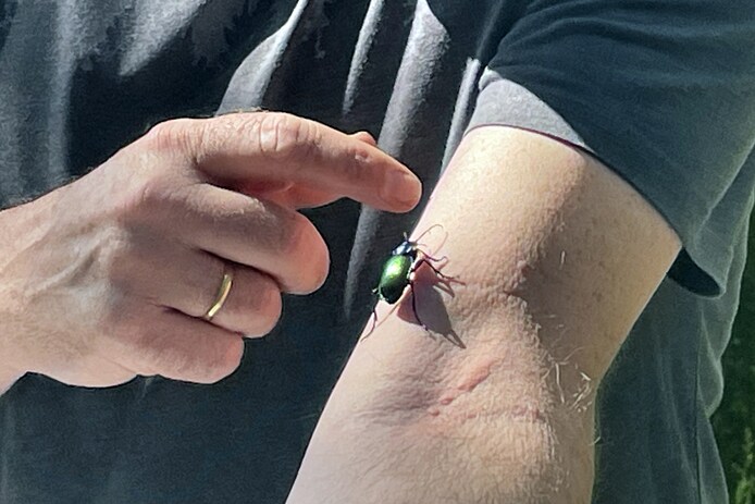 Une première en Europe: un élevage de grands calosomes, notre allié ...