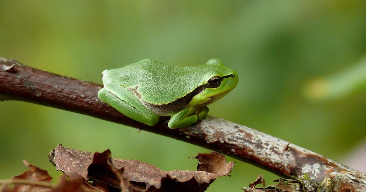 La rainette fait son retour en force dans tout le pays | Ecologie ...