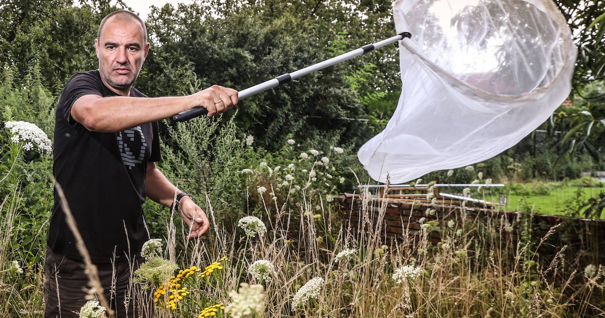 Pourquoi les guêpes, moustiques et fourmis pullulent cet été? “Certains ...