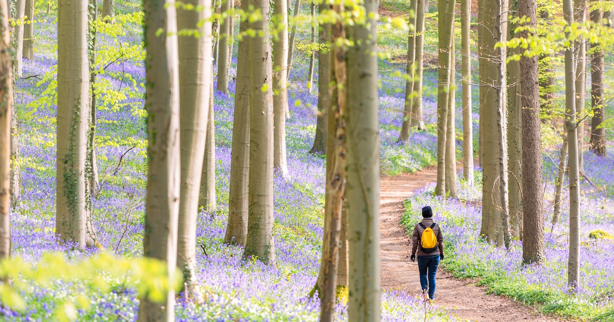 Le bois de Hal se prépare à l’afflux de visiteurs: voici comment s’y rendre | 7sur7.be