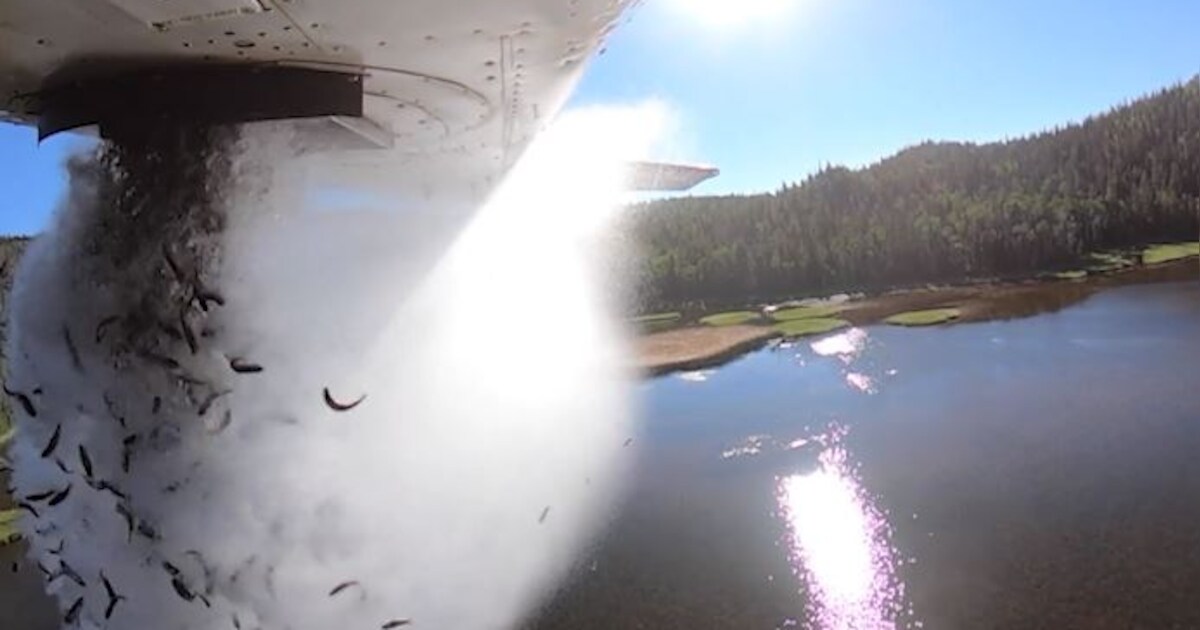 Des milliers de poissons largués par avion: la méthode surprenante pour ...