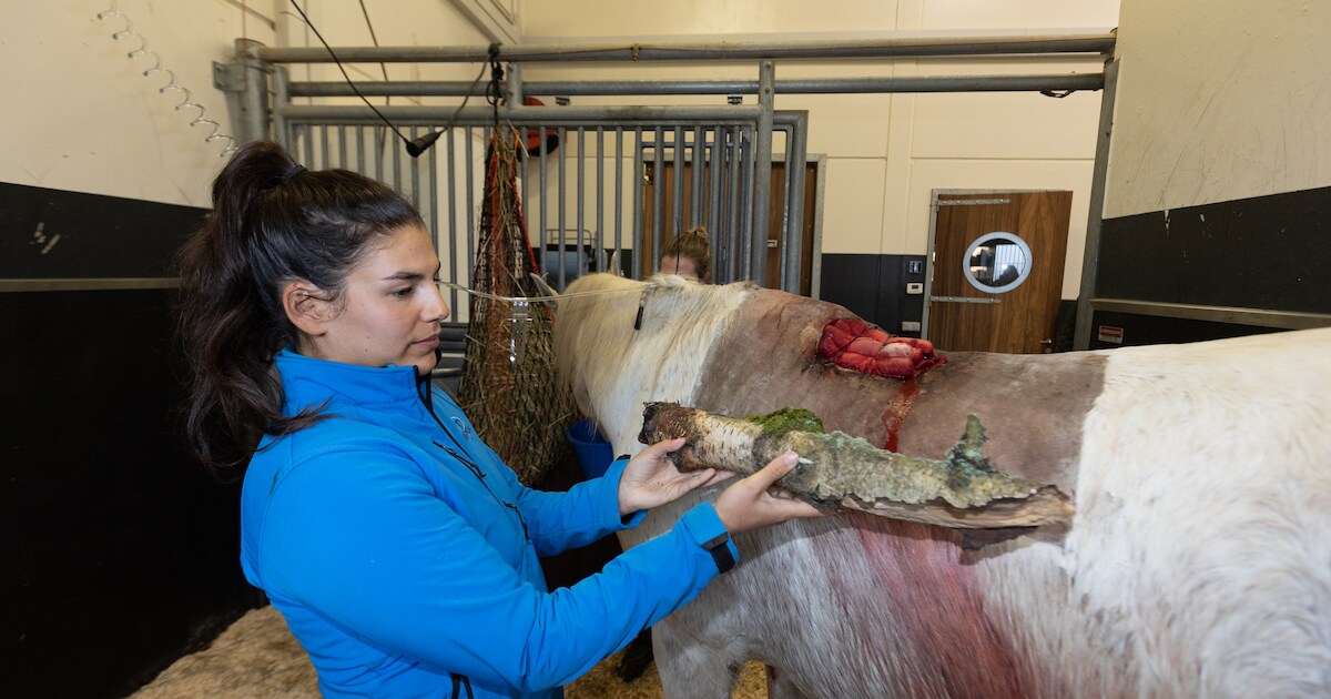 L’horrible blessure d’un cheval qui a reçu une branche dans le dos ...