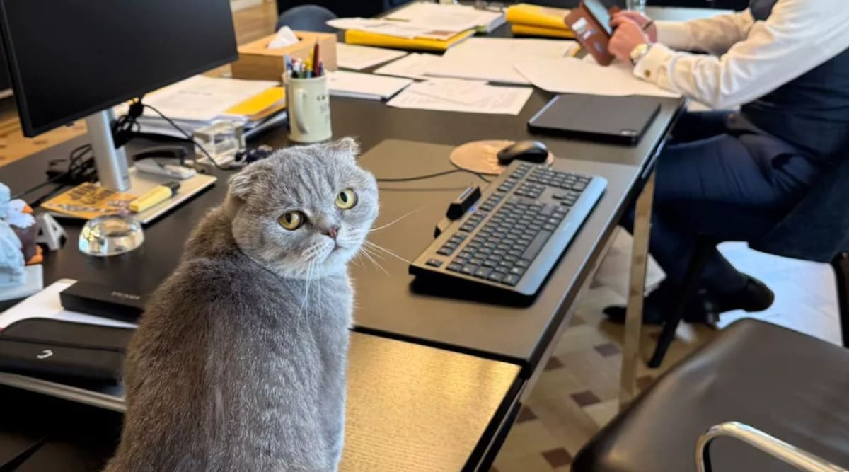 De Wever fait de son nouveau chat, Maximus, la vedette du 16 rue de la ...