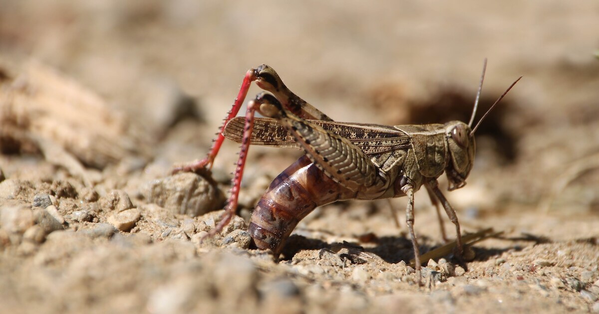 Un siècle plus tard, le criquet italien est de retour chez nous ...