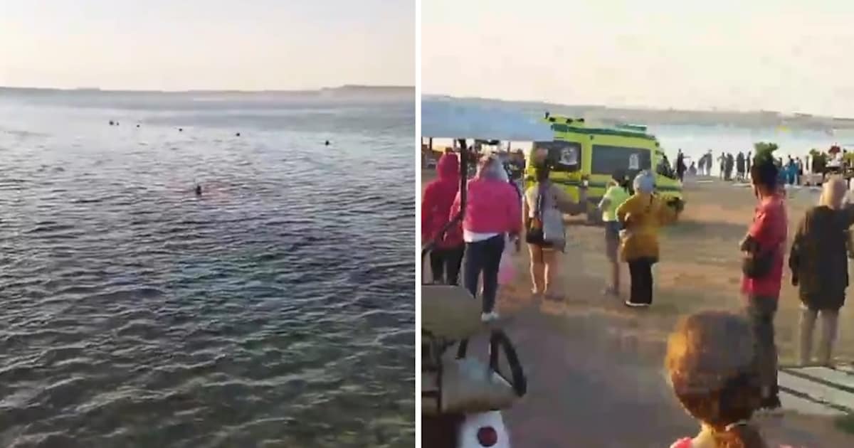 Deux baigneuses perdent la vie après une attaque de requin à Hurghada ...