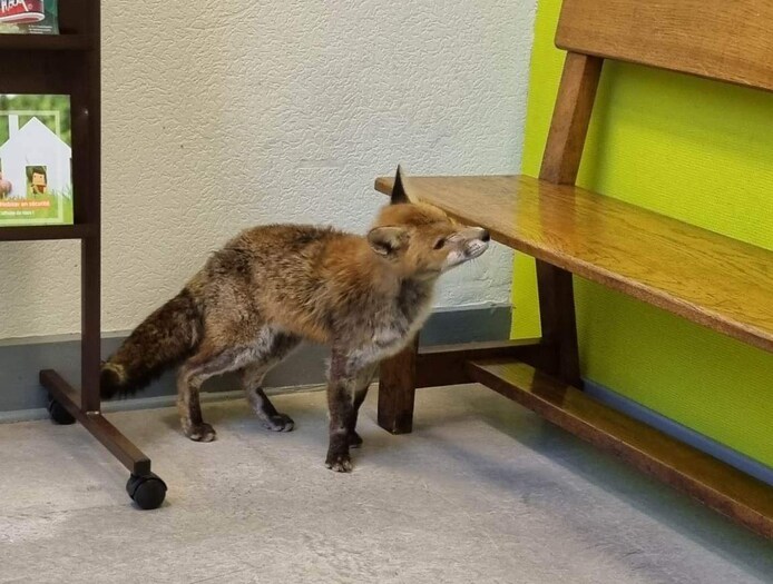 La police hutoise a reçu la visite d'un plaignant très particulier ...