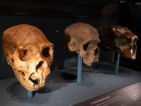 Il y a 60.000 ans, les Néandertaliens allaient déjà chez le dentiste ...