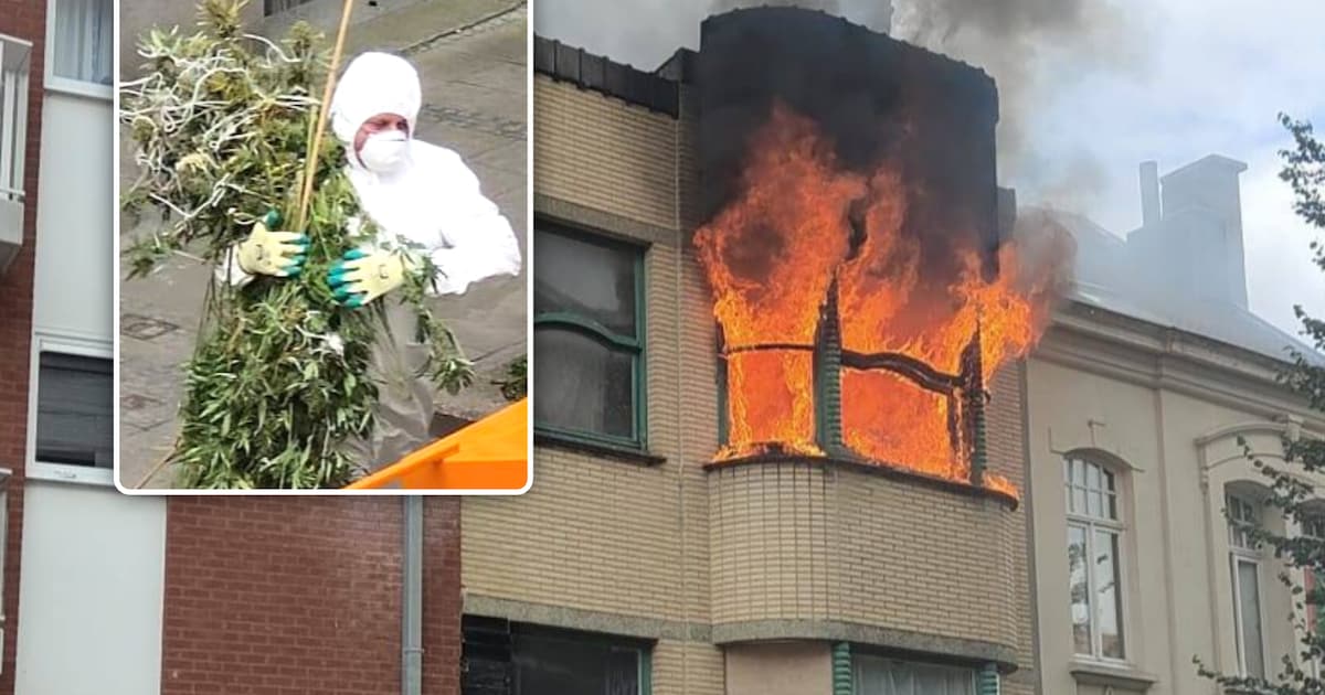 Un incendie révèle un tunnel secret et une immense plantation de ...