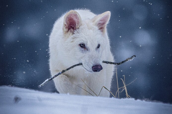 Des scientifiques ramènent à la vie un immense loup éteint depuis 10. ...