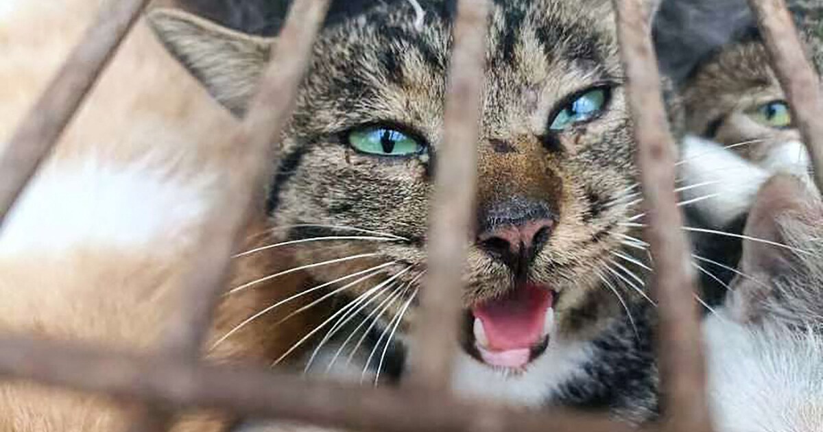 En Chine, un millier de chats ont échappé de justesse à un destin ...