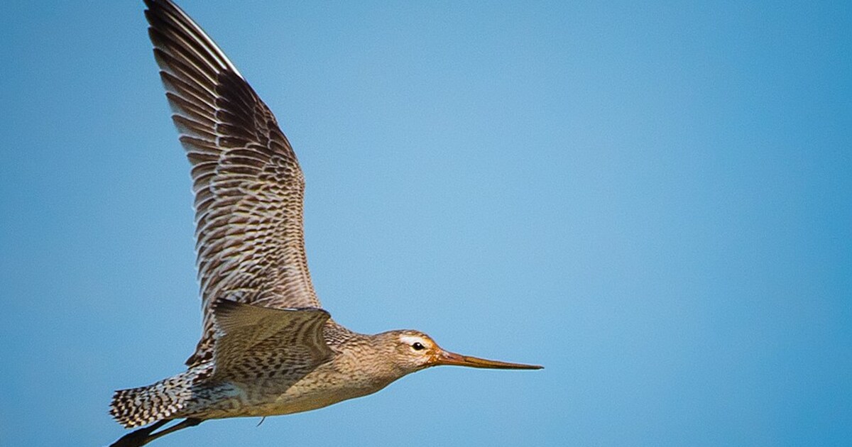 Un oiseau vole 13.560 km sans escale et établit un nouveau record ...