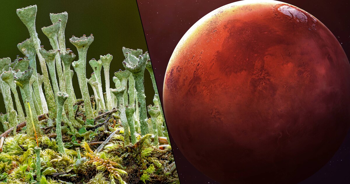 Faire de Mars une planète verte? Des chercheurs chinois mettent au défi ...