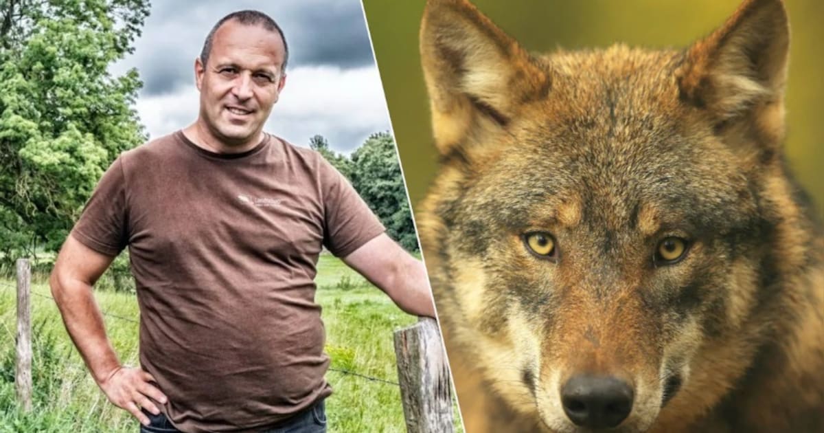 Un loup mortellement percuté sur une route à Geel, sa provenance ...