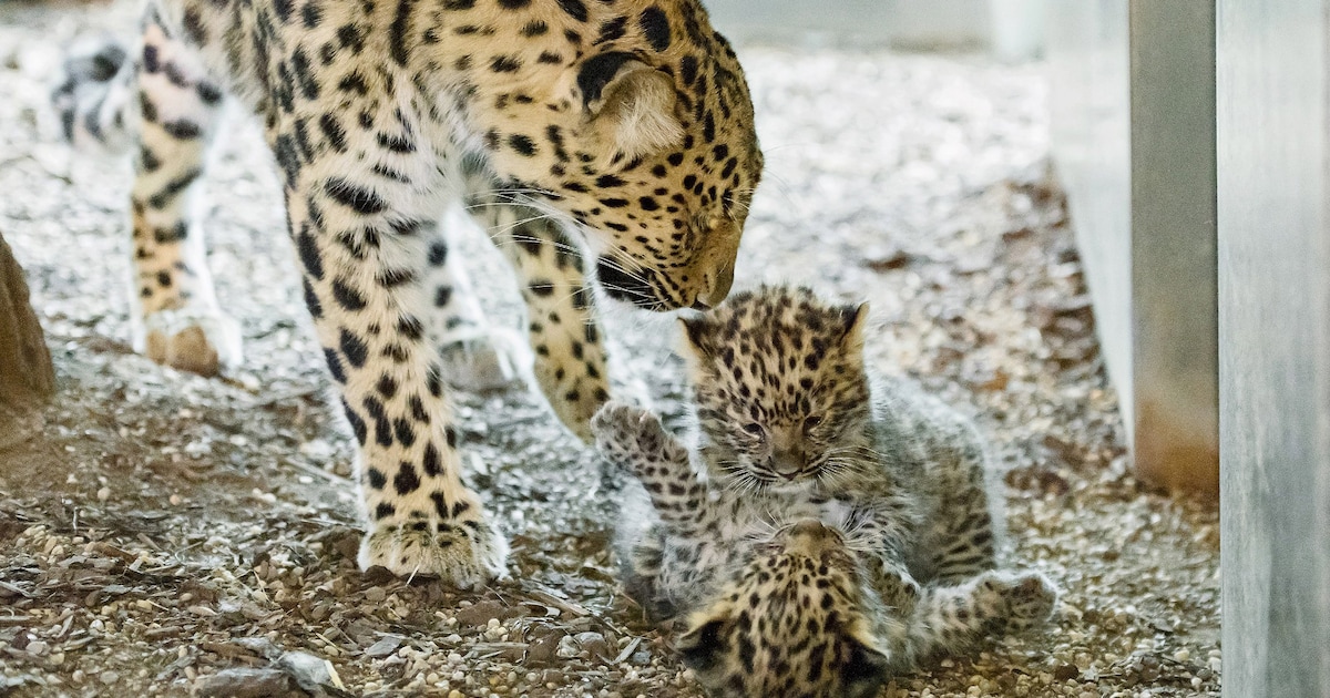 La “nouvelle liste rouge” des animaux menacés dévoilée: 47.187 espèces ...