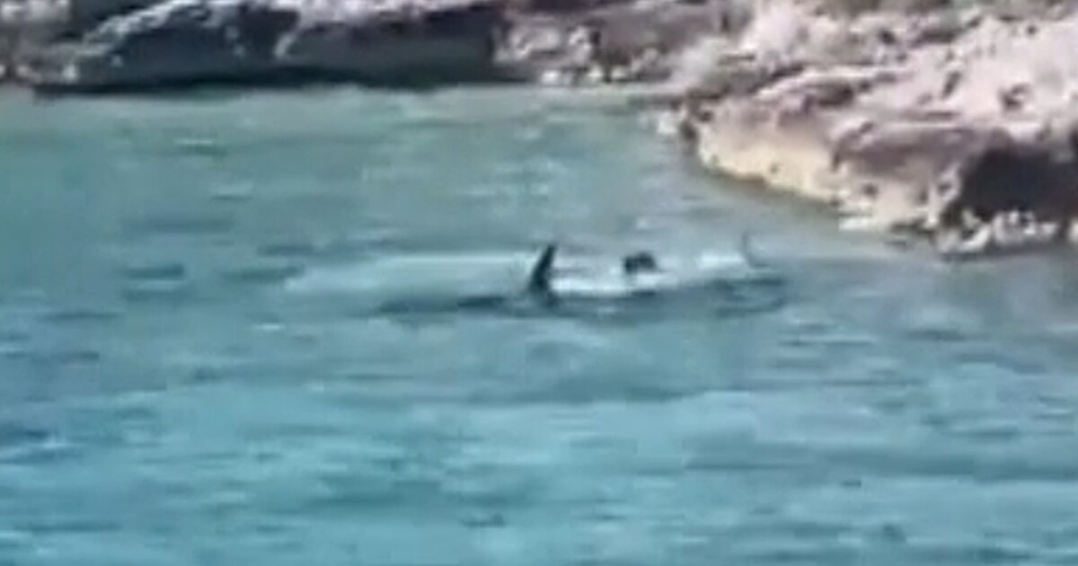Des touristes filment un chien plongeant dans l’eau avec un requin ...