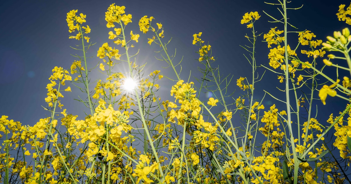 Du soleil ce mercredi, un temps lourd et des orages attendus en fin de ...