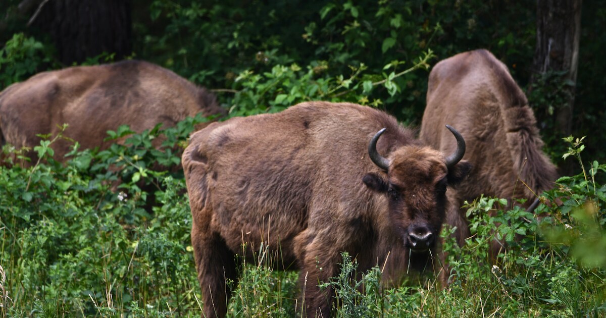 Les bisons d’Europe vont faire leur grand retour en Belgique | 7sur7.be