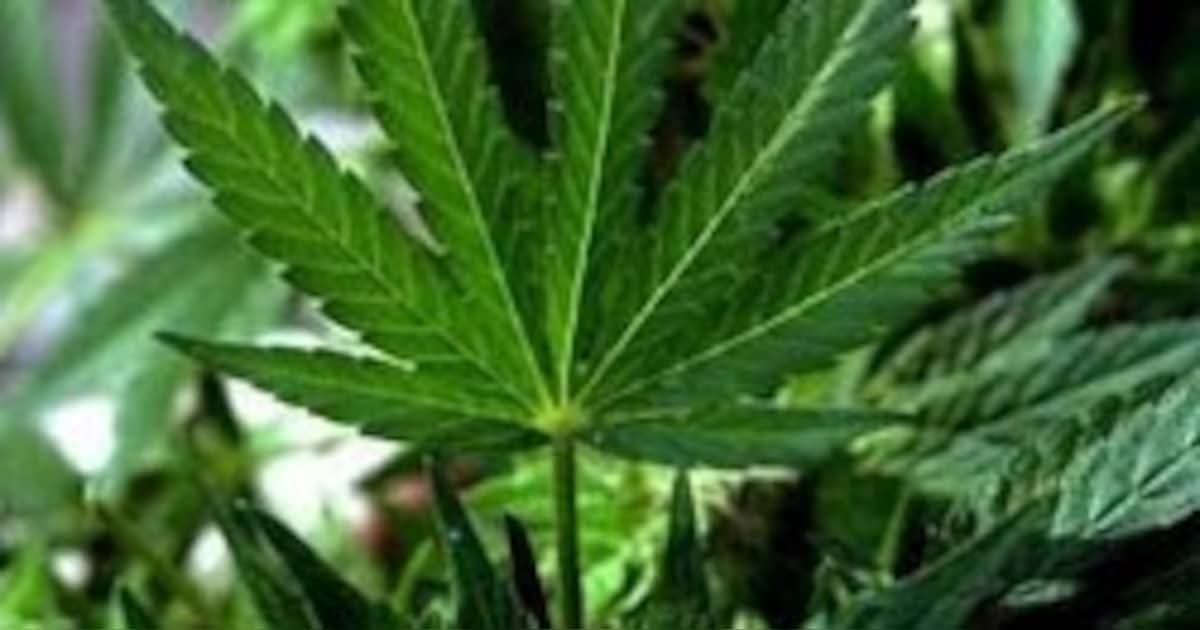 Quinze arrestations lors d'une opération anti-drogue à Liège | 7sur7.be