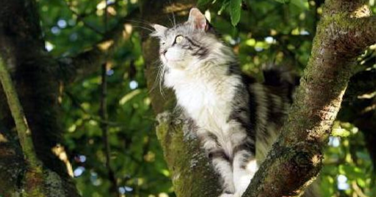 Le chat était coincé au sommet de l'arbre depuis 10 jours | 7sur7.be