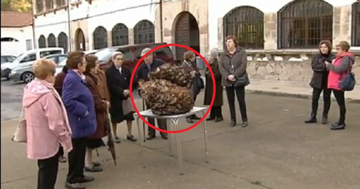 Le plus gros champignon au monde | 7sur7.be