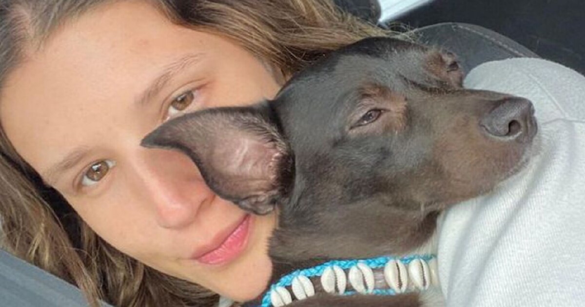 La compagnie aérienne Delta Airlines perd le chien d’une passagère: “Je ...