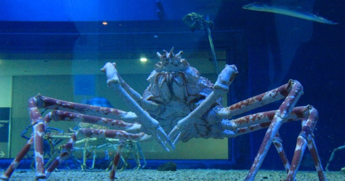 Crabzilla s'est échappé! | 7sur7.be