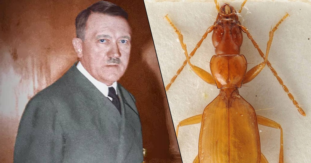 L’insecte nommé en l’honneur d’Adolf Hitler autorisé à conserver son ...