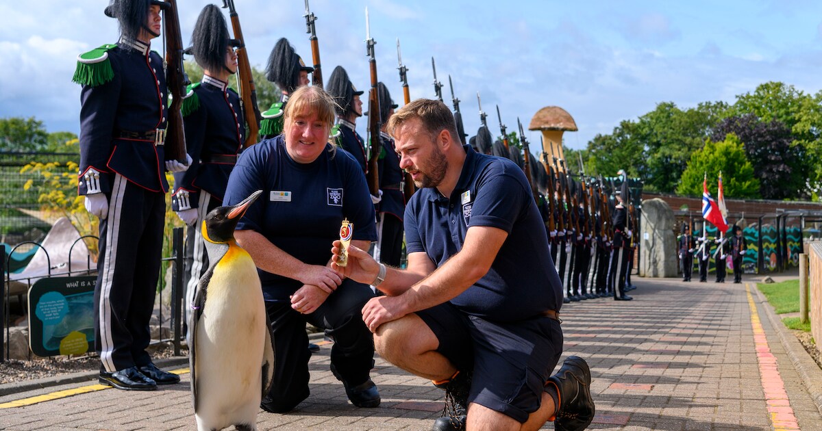 Distingué par l'armée norvégienne, ce manchot devient l'animal ayant le ...