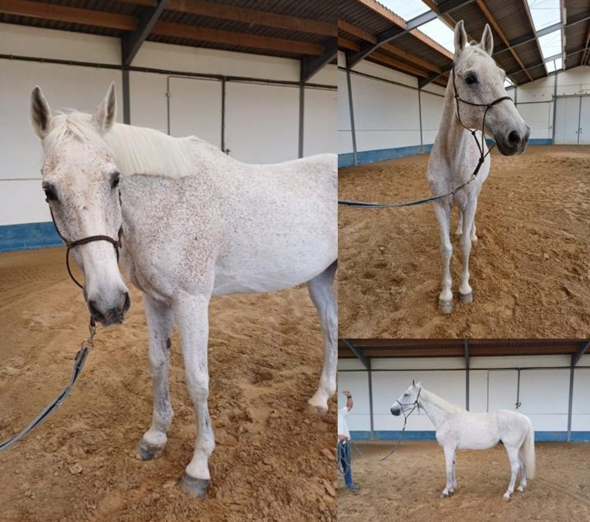 Le Fin Shop vend aux enchères des... chevaux de concours saisis | 7sur7.be
