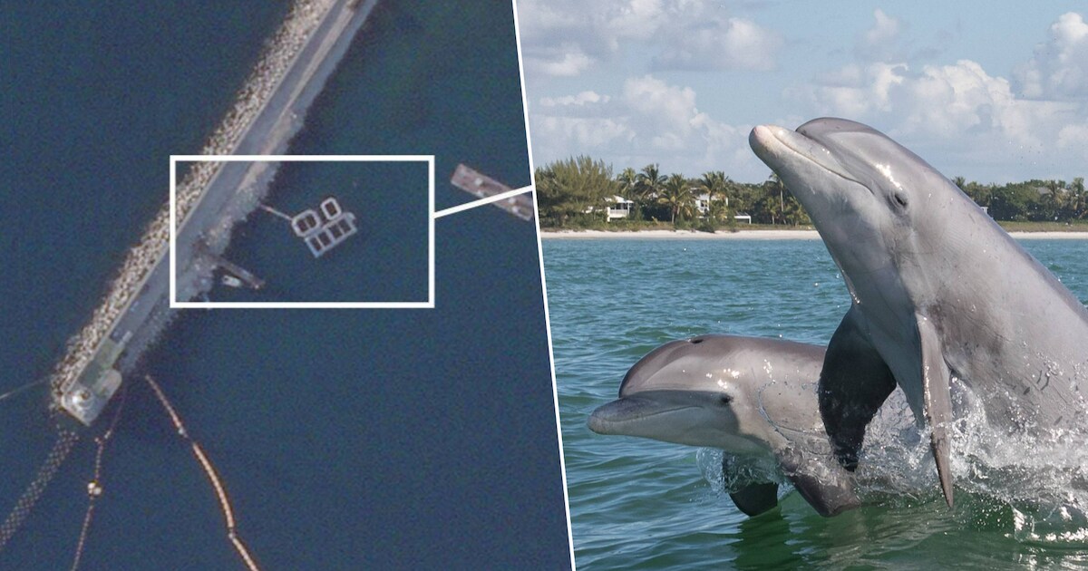 La Russie utiliserait-elle des “dauphins de guerre” pour défendre un ...