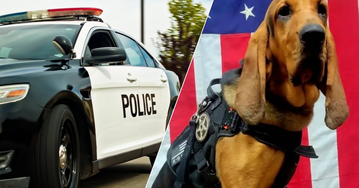 Un chien policier meurt dans une voiture surchauffée, l’agent licencié ...