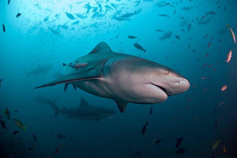 Un enfant de 12 ans tué par un requin à Sydney, en Australie | 7sur7.be