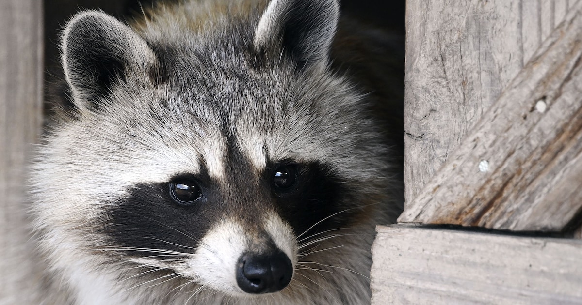 De l’espèce invasive au compagnon? Des ratons laveurs montrent des ...