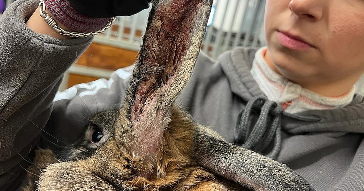 Deux associations sauvent 70 animaux d'un charnier à Courtrai ...