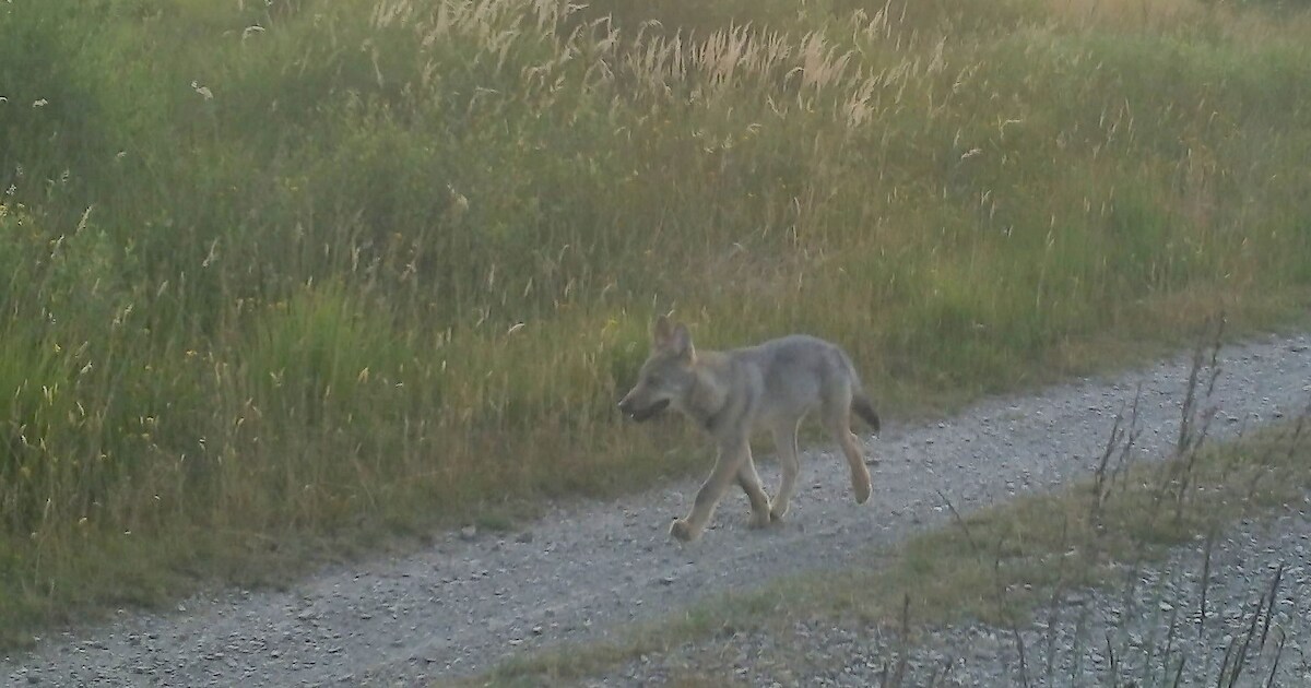 Un second couple de loups observé en forêt de Saint-Hubert | 7sur7.be