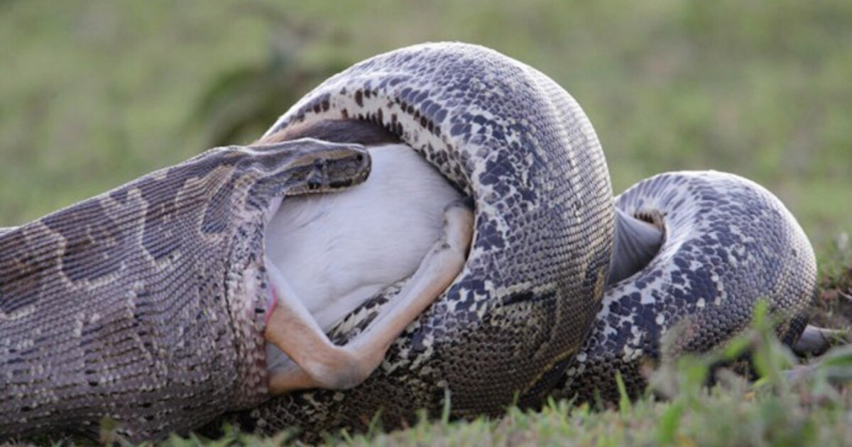 Une gazelle avalée par un python | 7sur7.be