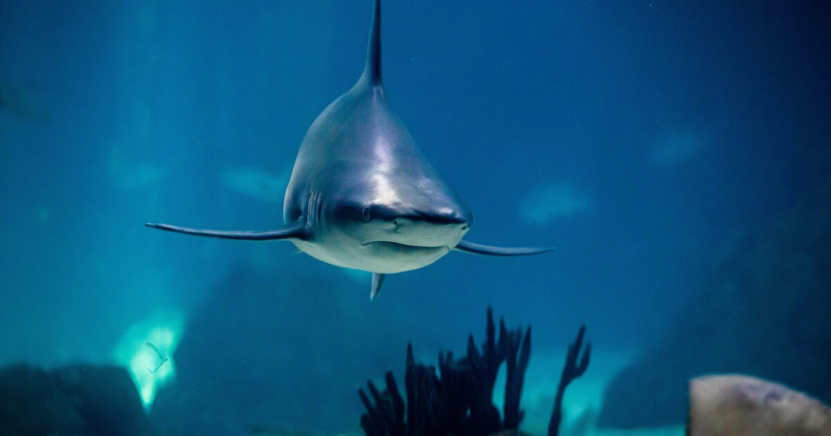 Un Britannique miraculé après avoir été attaqué par un requin | 7sur7.be