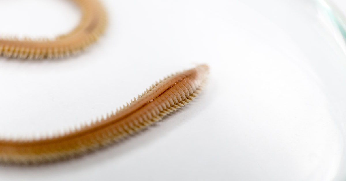 Le ver de sable, un animal qui pourrait sauver des vies | 7sur7.be