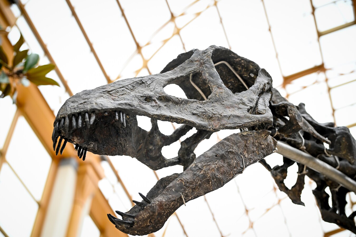 “Le plus grand dinosaure d’Europe est à Pairi Daiza”: Marc Coucke ...