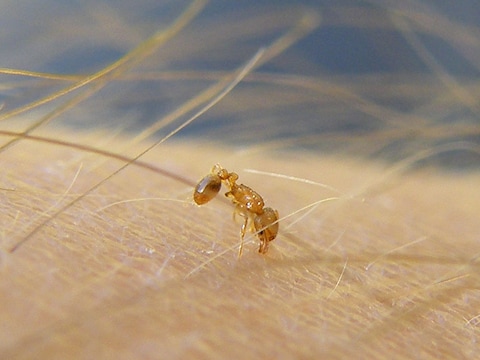 Attention à la fourmi électrique, l’une des espèces les plus invasives ...