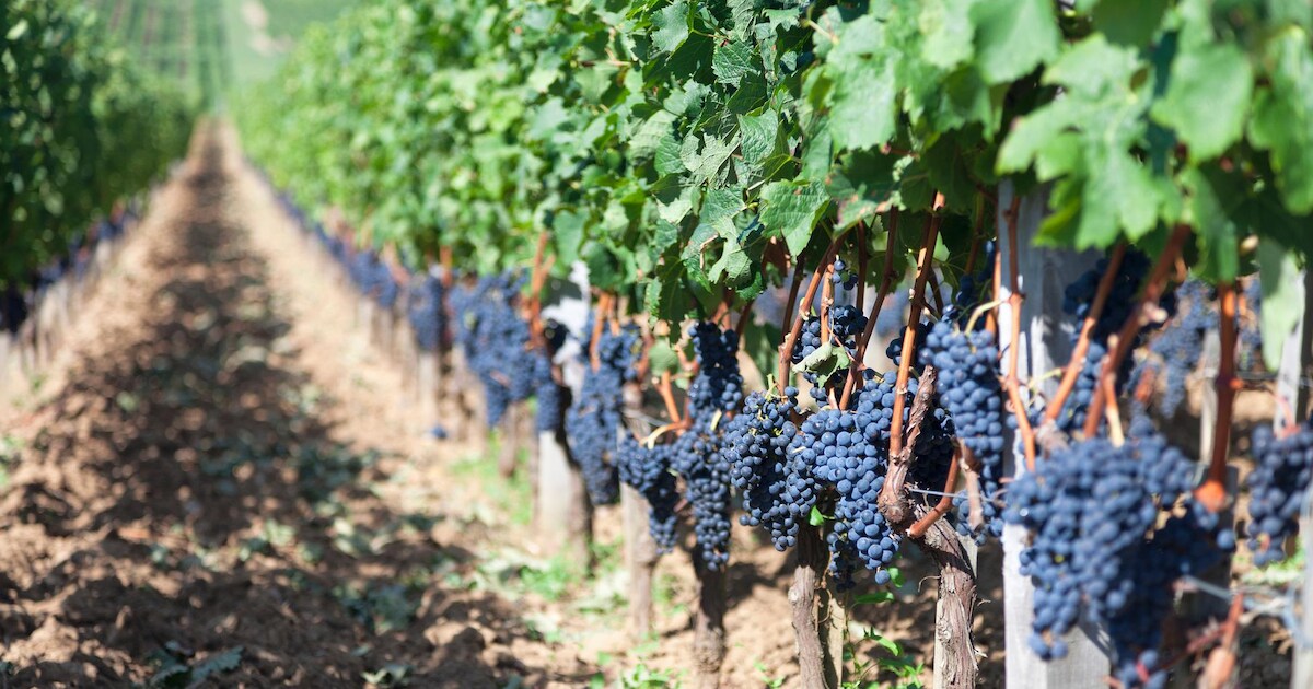 La production de vin belge explose tous les records | 7sur7.be