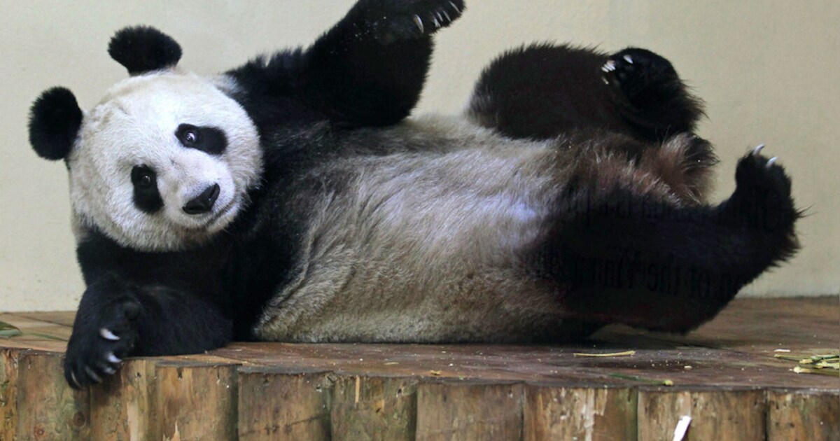 La BBC nomine un panda dans ses femmes de l'année | 7sur7.be