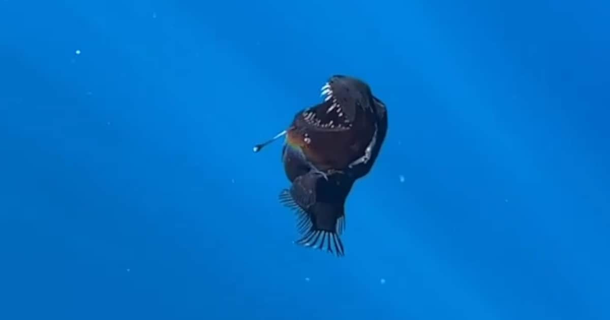 Un effrayant poisson des abysses repéré pour la première fois près de ...